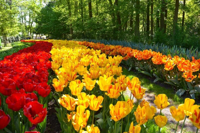 Amsterdam: Keukenhof Gardens Half Day Guided Tour - How the Tour Works: From Amsterdam to Keukenhof