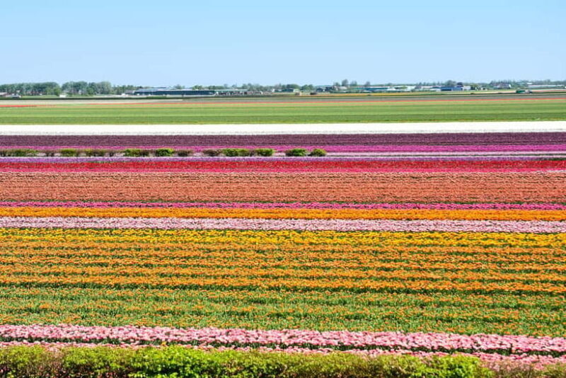 Amsterdam: Keukenhof Gardens Half Day Guided Tour - How to Assess the Value