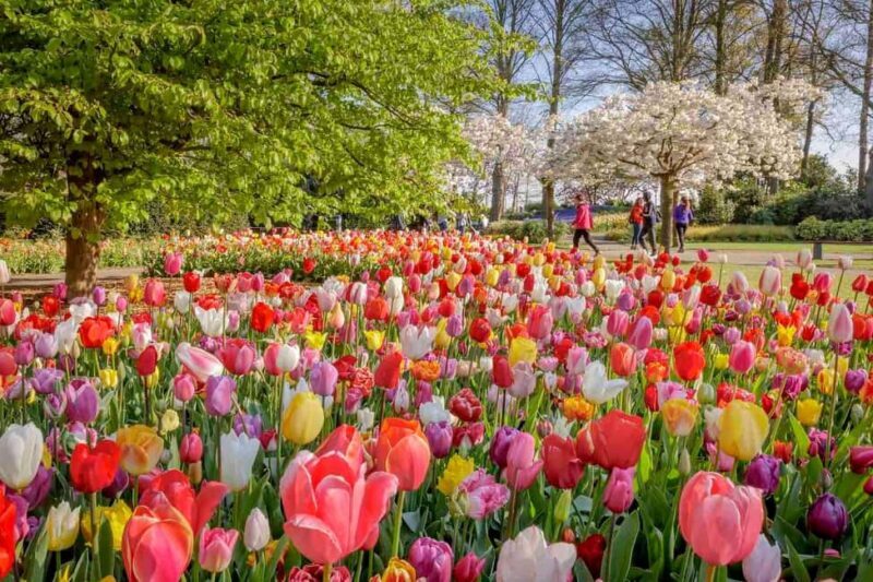 Amsterdam: Keukenhof Gardens & Tulip Fields Private Tour - A Closer Look at the Experience