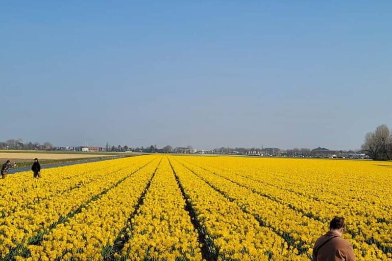 Amsterdam: Keukenhof Tulip Gardens Private Tour - Discovering the Keukenhof Tulip Gardens: An Enthusiast’s Perspective
