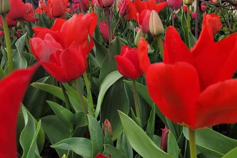 Amsterdam: Keukenhof Tulip Gardens Private Tour - Why Choose the Keukenhof Private Tour?