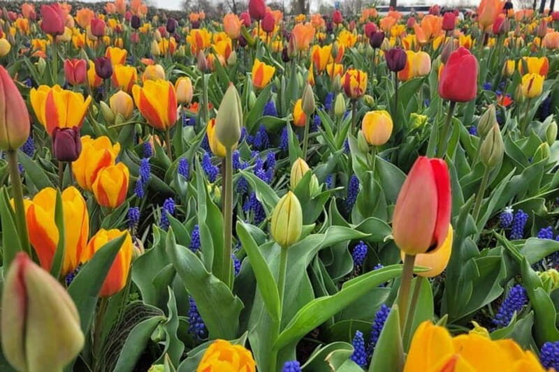 Amsterdam: Keukenhof Tulip Gardens Private Tour - What’s Included and What to Keep in Mind