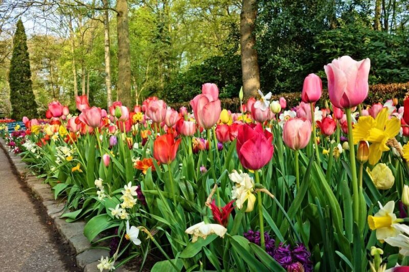 Amsterdam: Keukenhof & Zaanse Schans Windmills Private Tour - Key Points