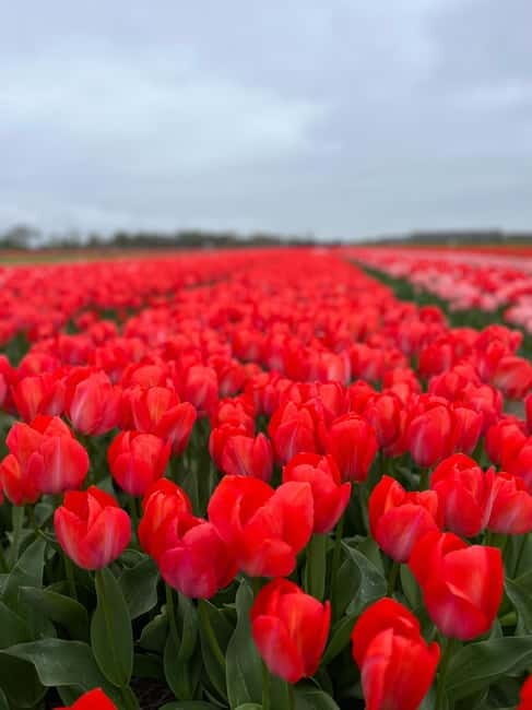 Amsterdam: Private Keukenhof and Free Tulip Tour - Final Thoughts