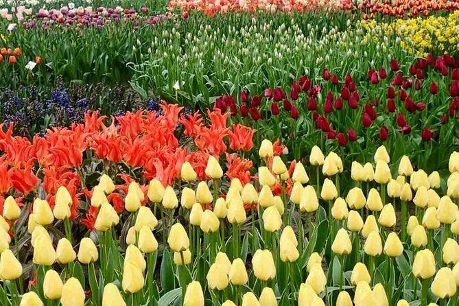 Amsterdam Private Tour to Keukenhof, Tulip Fields and Windmills - Keukenhof: The Crown Jewel of the Tulip Season
