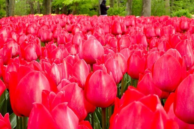 Amsterdam Private Tour to Keukenhof, Tulip Fields and Windmills - Windmills at Zaanse Schans