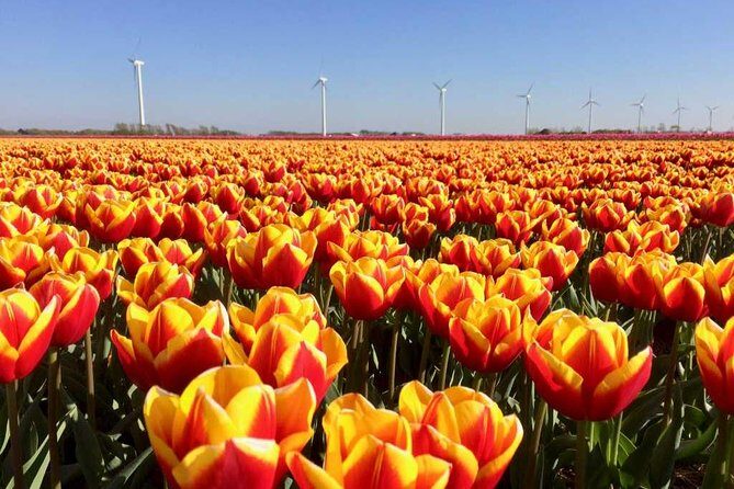 Amsterdam Private Tour to Keukenhof, Tulip Fields and Windmills - Cheese and Wooden Shoe Industry