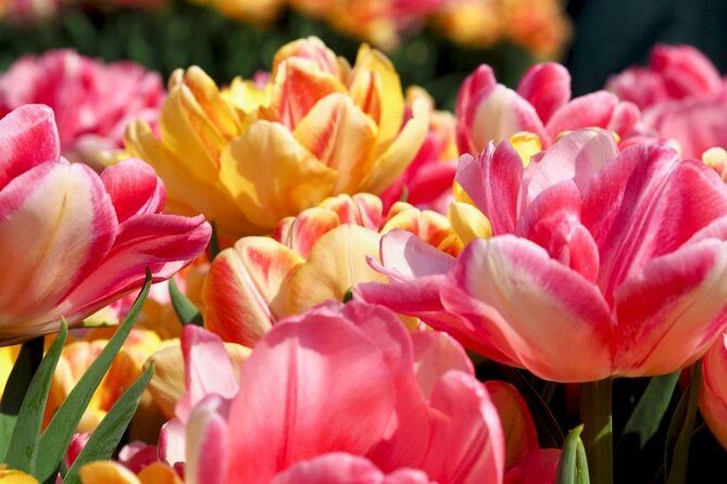 Amsterdam Private Tour to Keukenhof, Tulip Fields and Windmills - Transportation and Logistics