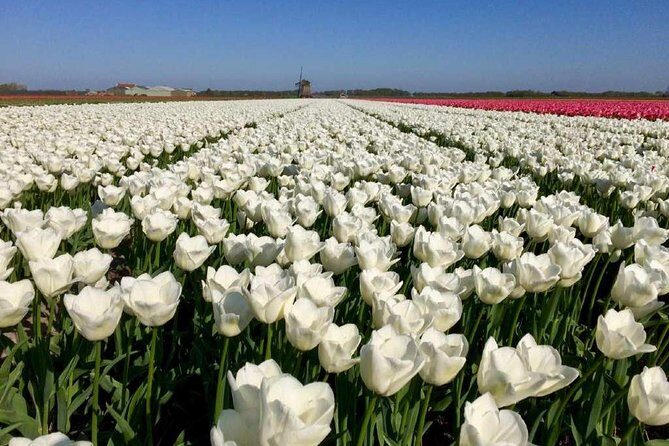 Amsterdam Private Tour to Keukenhof, Tulip Fields and Windmills - Value and Cost Analysis
