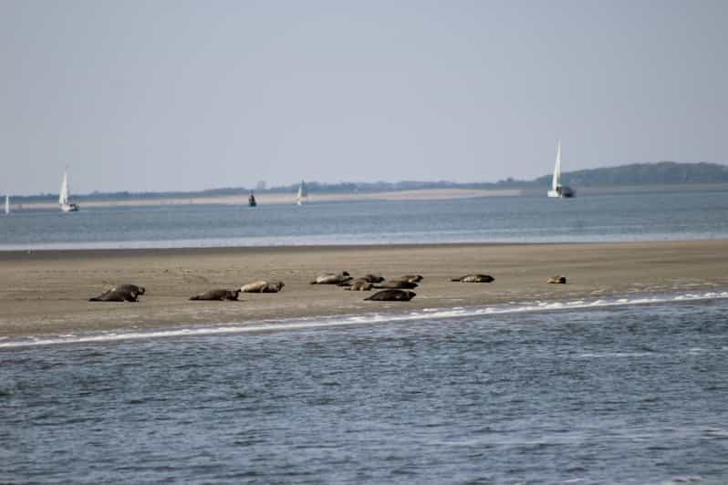 Amsterdam: Seal Safari at Waddensea UNESCO Site - Amsterdam: Seal Safari at Waddensea UNESCO Site — An In-Depth Review