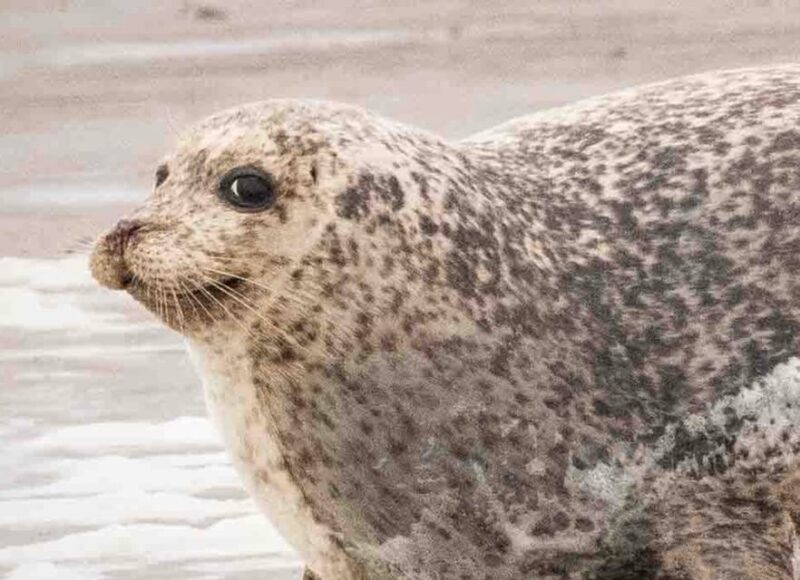 Amsterdam: Seal Safari at Waddensea UNESCO Site - Exploring Medemblik: Dutch Charm on the IJsselmeer