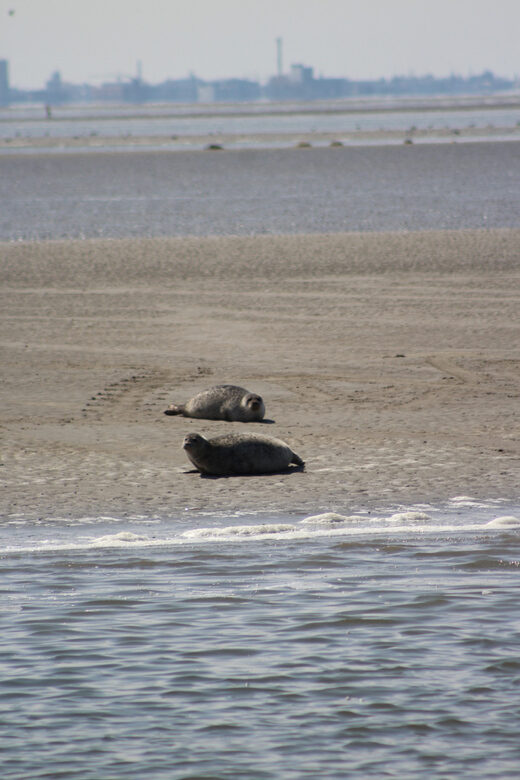 Amsterdam: Seal Safari at Waddensea UNESCO Site - Final Thoughts: Is This Tour for You?