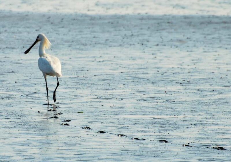 Amsterdam: Seal Safari at Waddensea UNESCO Site - In Closing