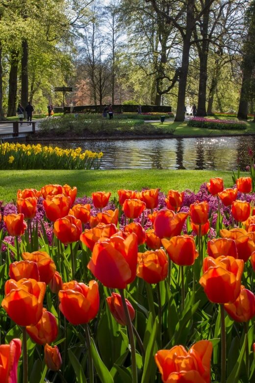 Amsterdam: Tour to Keukenhof Gardens with Windmill Cruise - Authentic Experiences and Insights from Reviews