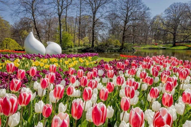 Amsterdam: Tulip Farm Visit, Keukenhof, and Windmill Cruise - Key Points