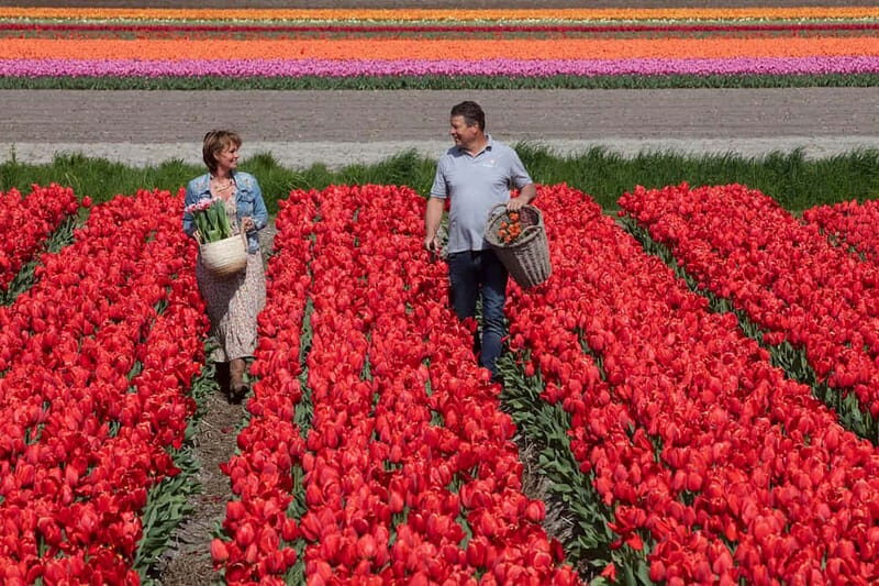 Amsterdam: Tulip Farm Visit, Keukenhof, and Windmill Cruise - Authentic Experiences and Traveler Insights
