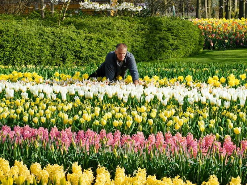 Amsterdam: Tulip Farm Visit, Keukenhof, and Windmill Cruise - The Sum Up
