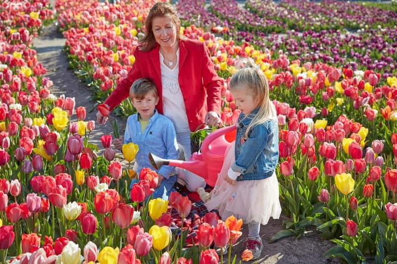 Amsterdam : Tulip Wonderland Tour - What to Expect from the Tulip Wonderland Tour