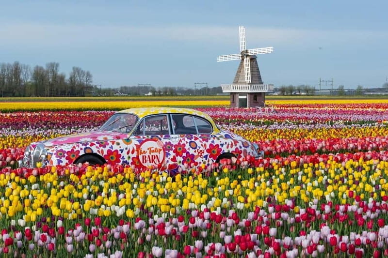 Amsterdam : Tulip Wonderland Tour - Cost and Value