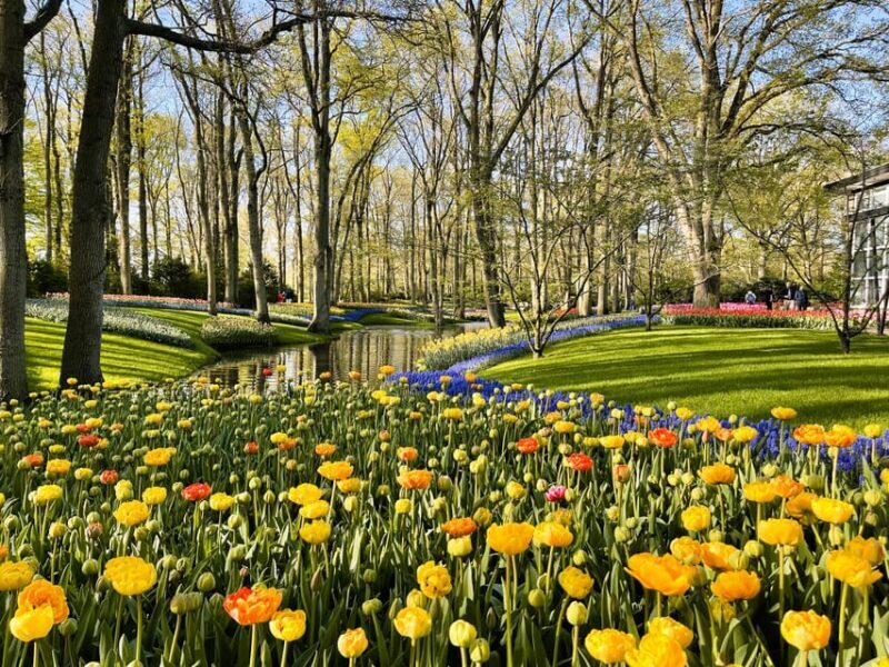 Amsterdam: Tulips & Windmill - Full day PRIVATE tour by car - Key Points