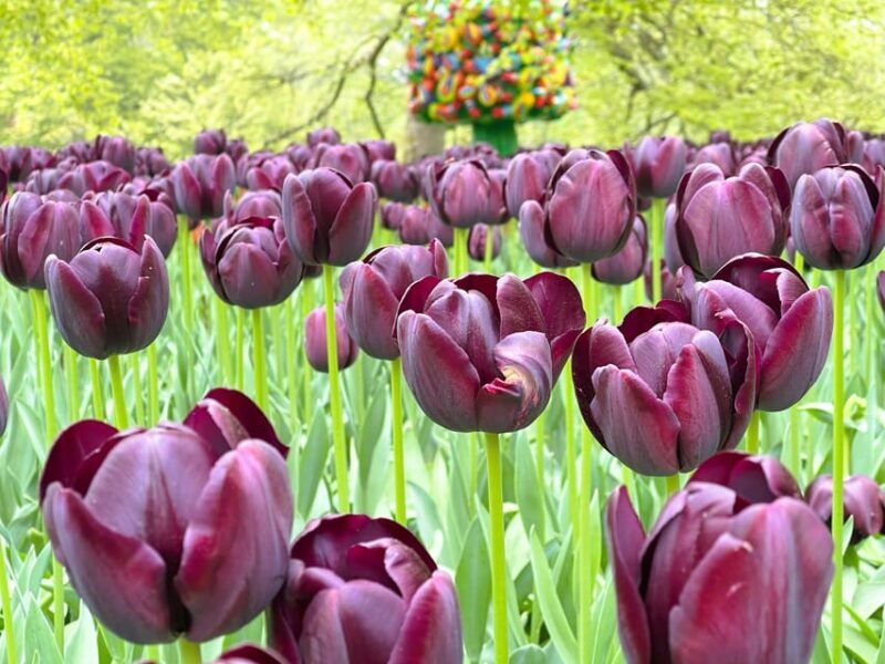 Amsterdam: Tulips & Windmill - Full day PRIVATE tour by car - Transportation and Comfort