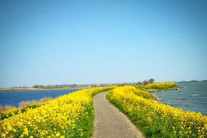 Amsterdam's Countryside Half-Day Bike Tour in Small Group - Key Points