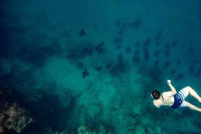 An Eagle Ray and Turtle Tour-Small Groups & Photography Included - What Makes This Tour Stand Out