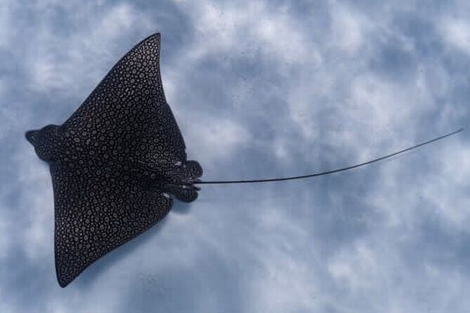 An Eagle Ray and Turtle Tour-Small Groups & Photography Included - Diving Deep: What to Expect from the Tour