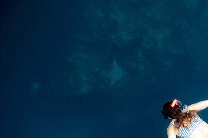 An Eagle Ray and Turtle Tour-Small Groups & Photography Included - Is This Tour Worth the Price?