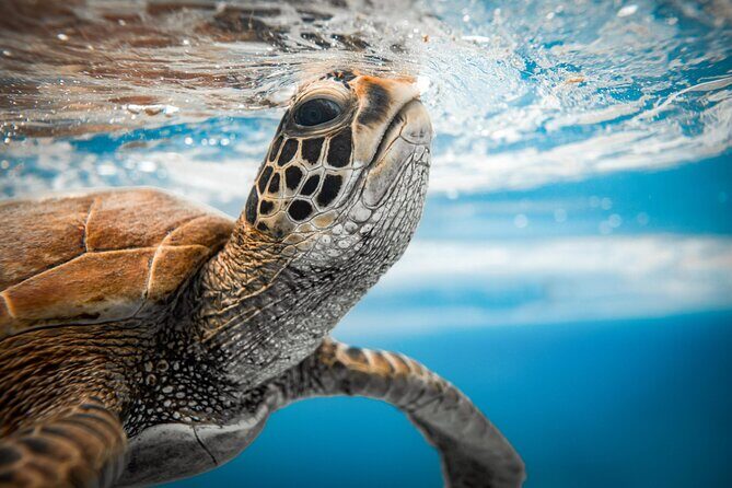 An Eagle Ray and Turtle Tour-Small Groups & Photography Included - Detailed Breakdown of the Itinerary and Experience
