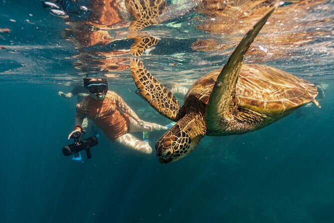 An Eagle Ray and Turtle Tour-Small Groups & Photography Included - Practical Tips for Visitors