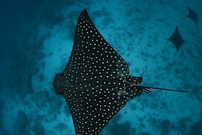 An Eagle Ray and Turtle Tour-Small Groups & Photography Included - Final Thoughts