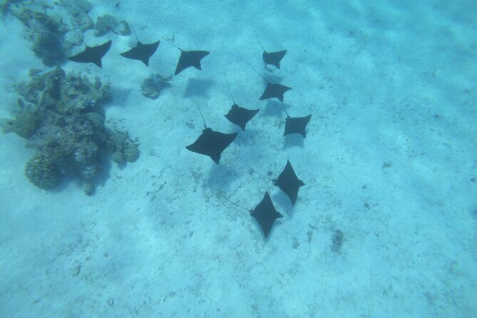 An Immersed Day in Bora Bora with O-sea - A Day in Paradise: What You Can Expect
