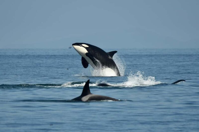Anacortes: Full Day Whale/Wildlife Tour; Friday Harbor Stop - Anacortes: Starting Point for a Marine Adventure
