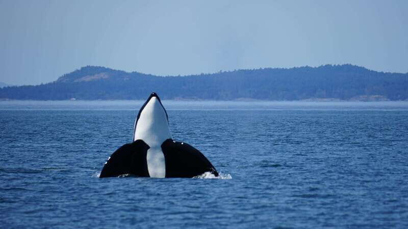 Anacortes: Orca Whales guaranteed boat tour near Seattle - The Itinerary: What To Expect on Your Marine Adventure