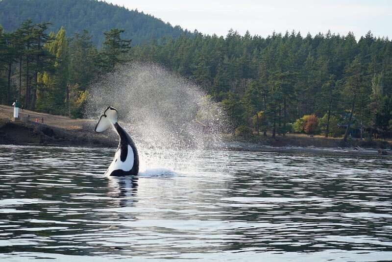 Anacortes: Orca Whales guaranteed boat tour near Seattle - Who Should Consider This Tour?