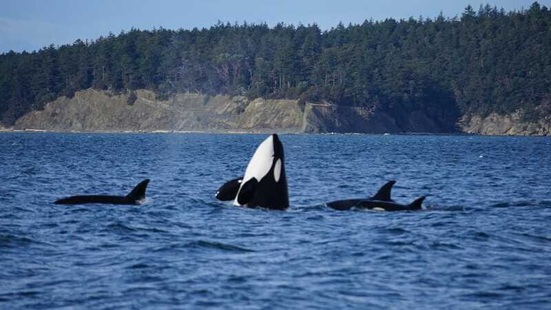 Anacortes: Orca Whales guaranteed boat tour near Seattle - FAQ