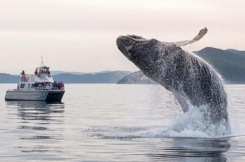 Anacortes: Whale and Orca Boat Tour near Seattle - Starting Point and Logistics