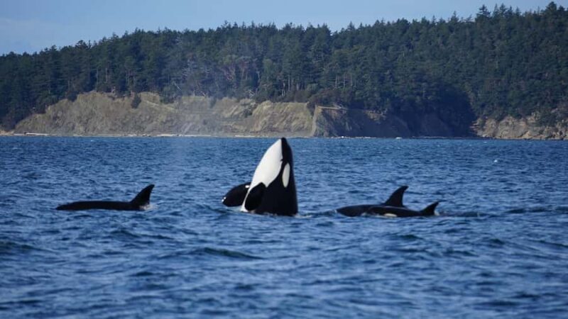 Anacortes: Whale and Orca Boat Tour near Seattle - Wildlife Encounters and Scenic Highlights