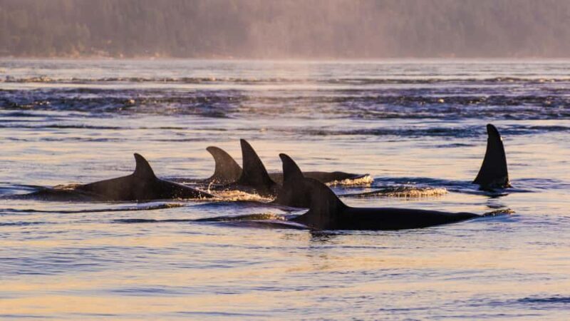 Anacortes: Whale and Orca Boat Tour near Seattle - The Guides and Crew: Why They Matter