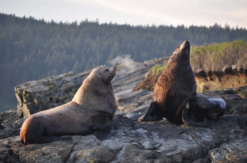 Anacortes: Whale and Orca Boat Tour near Seattle - The Cost and Value