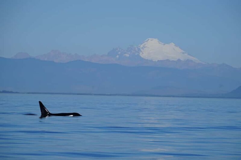 Anacortes: Whale and Orca Boat Tour near Seattle - Weather and Sea Conditions