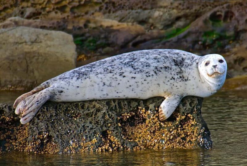 Anacortes: Whale and Orca Boat Tour near Seattle - Flexibility and Cancellation Policy