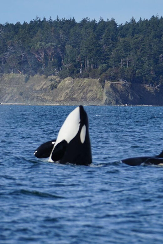 Anacortes: Whale and Orca Boat Tour near Seattle - Detailed Review of the Whale Watching Experience