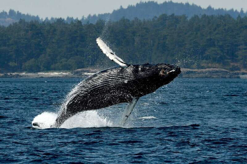 Anacortes: Whale Watching Adventure Tour Near Seattle - An Up-Close Look at the Whale Watching Adventure