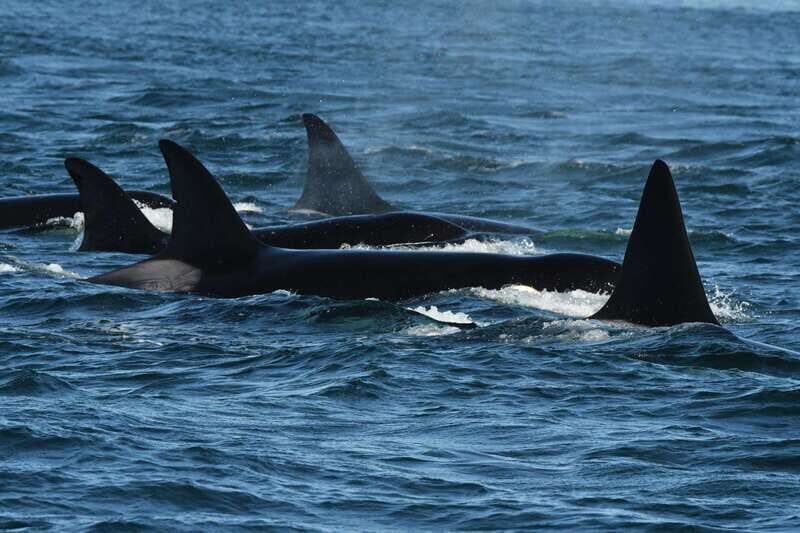 Anacortes: Whale Watching Adventure Tour Near Seattle - An In-Depth Look at the Whale Watching Tour