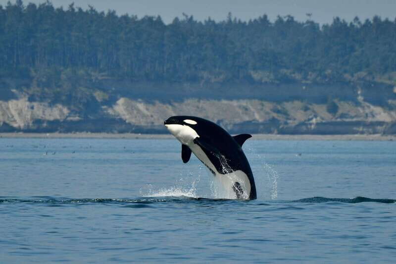 Anacortes: Whale Watching Adventure Tour Near Seattle - The Sum Up: Is It Worth It?