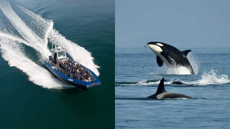 Anacortes: Whale Watching Adventure Tour Near Seattle - FAQ