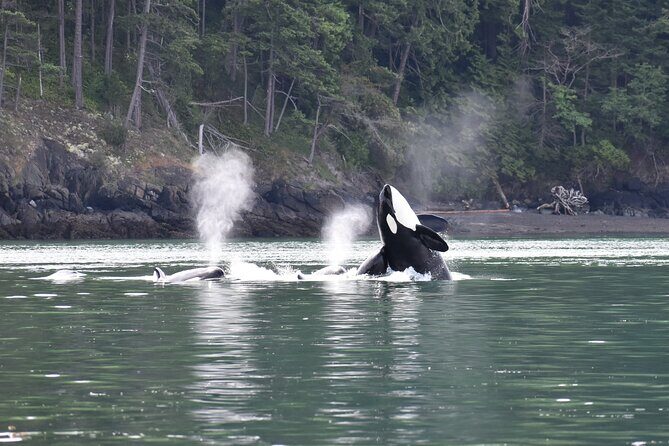 Anacortes Whale Watching Adventure Tour - Zodiac Boat - The Experience in Detail