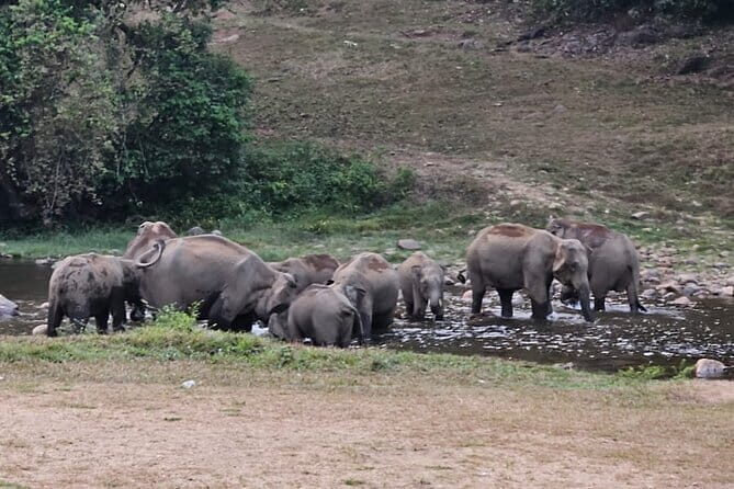 Anakkulam Wild Elephant Visiting(Jeep tour) - Why This Tour is a Solid Choice for Nature Lovers and Authentic Explorers